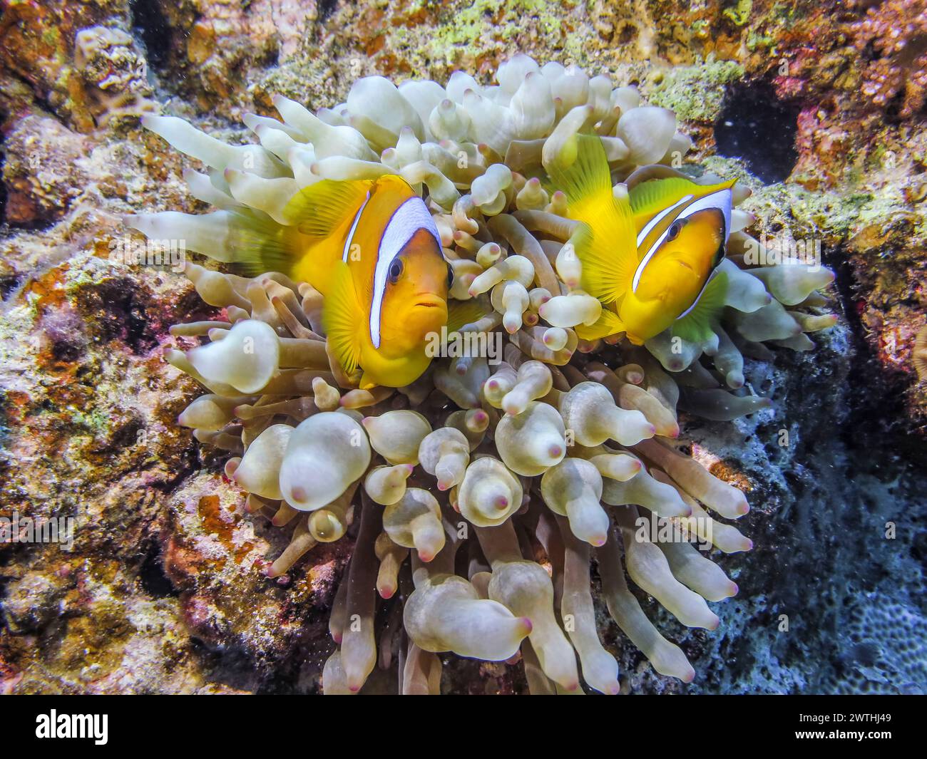 Blasenanemone (Entacmaea quadricolor), Rotmeer-Anemonenfisch ...