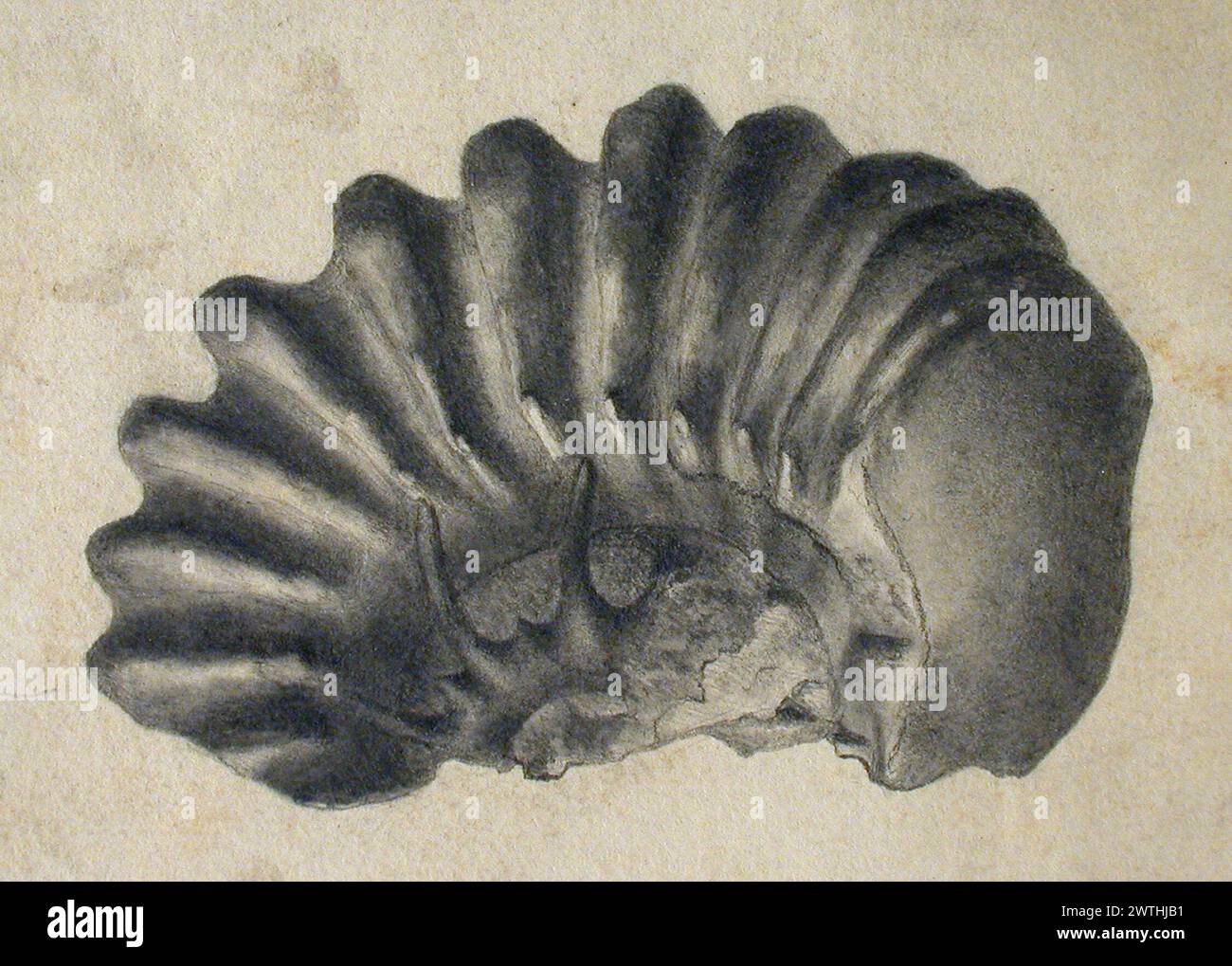 Paleontological drawing hi-res stock photography and images - Alamy
