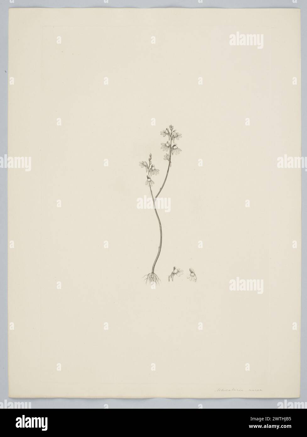 Utricularia chrysantha R. Brown prints, copper engravings, line ...