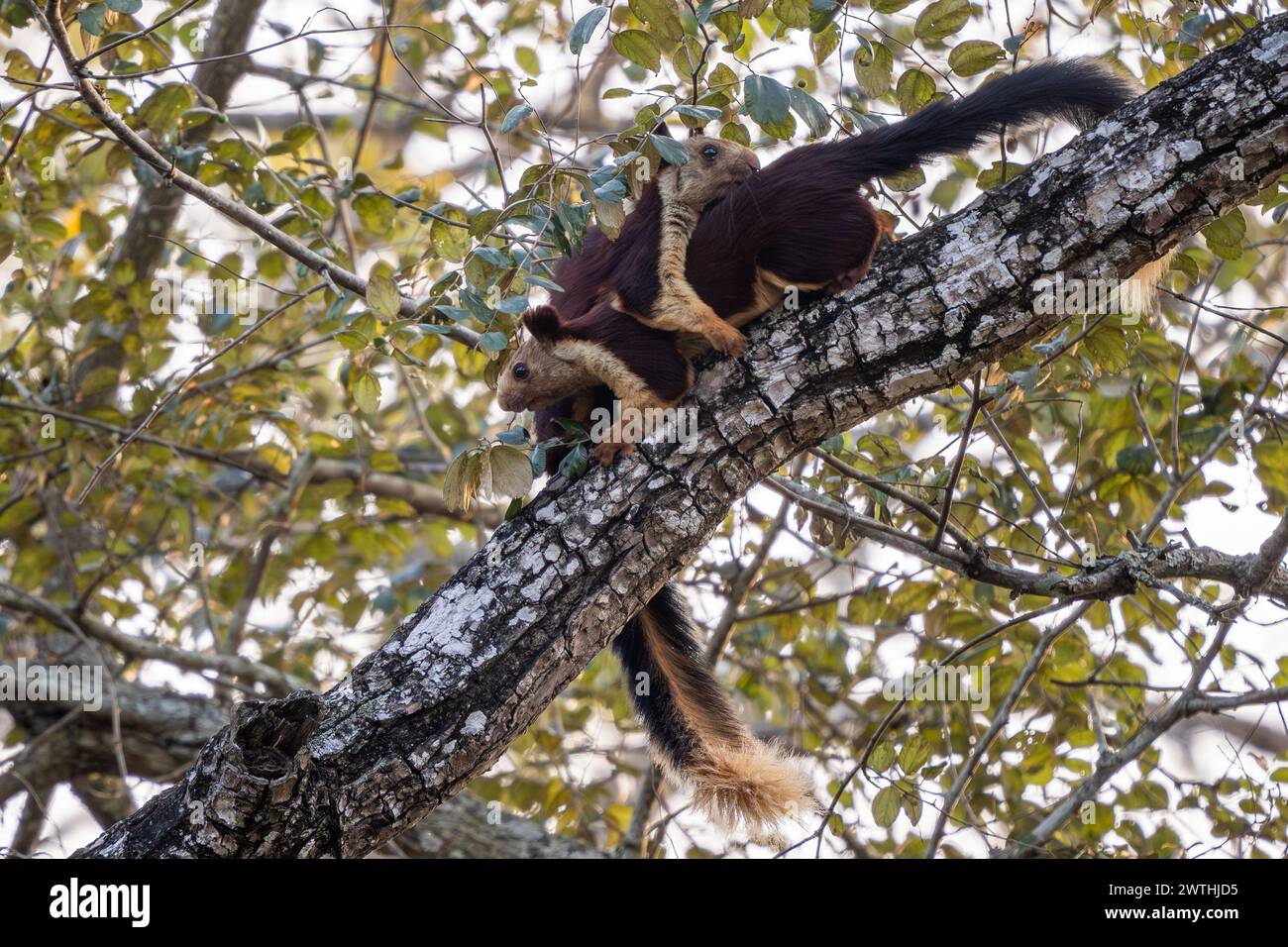 Indian Giant Squirrel - Ratufa indica, beautiful large colored squirrel ...