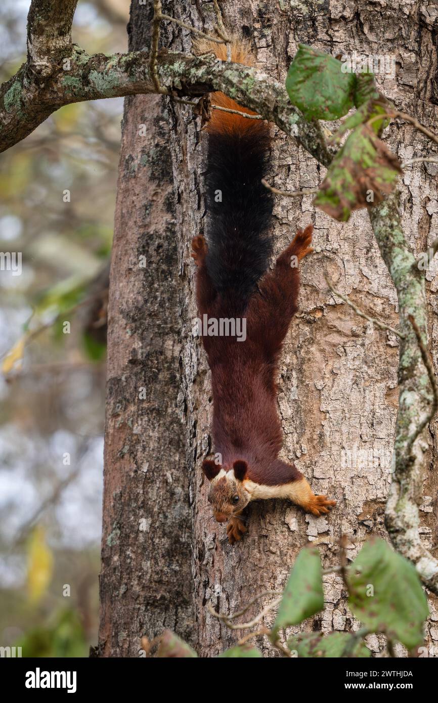 Indian Giant Squirrel - Ratufa indica, beautiful large colored squirrel ...
