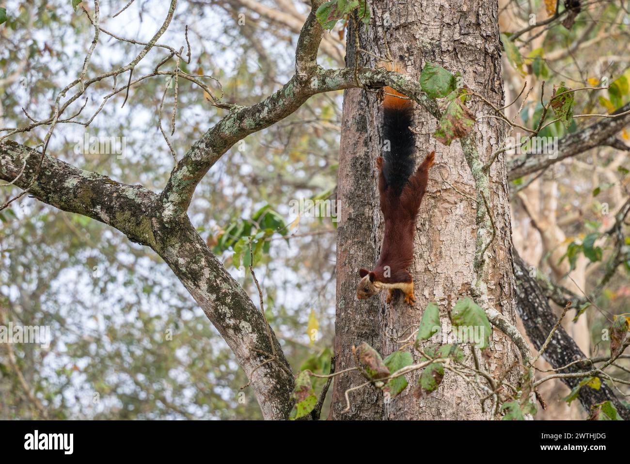 Indian Giant Squirrel - Ratufa indica, beautiful large colored squirrel ...