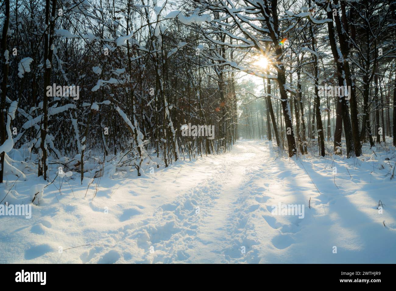 Sun over forest hi-res stock photography and images - Alamy
