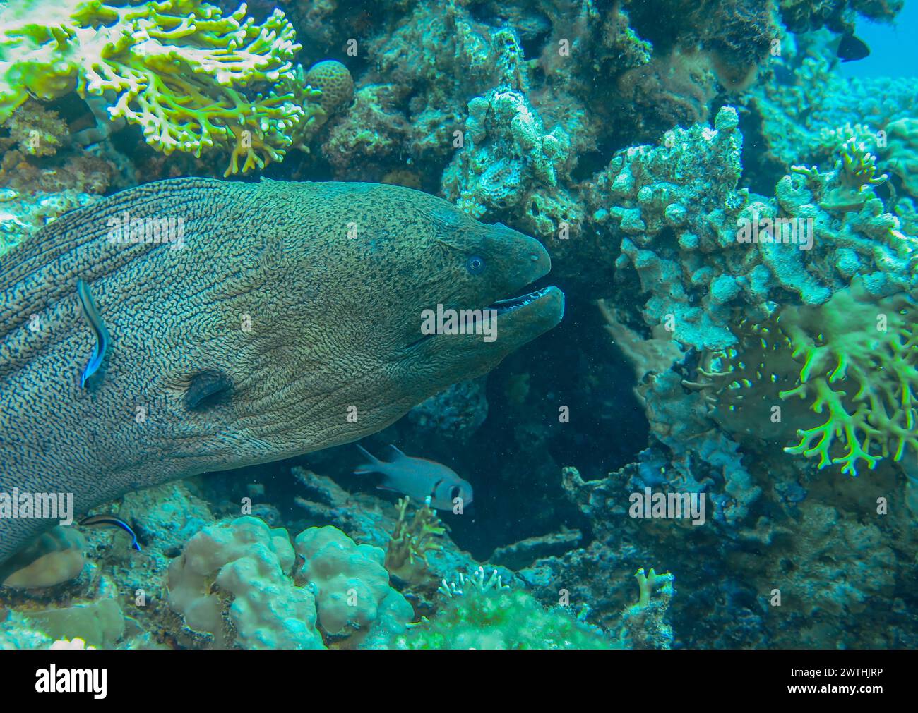 Riesenmuräne (Gymnothorax javanicus), Tauchplatz Siyul Kebir Reef ...