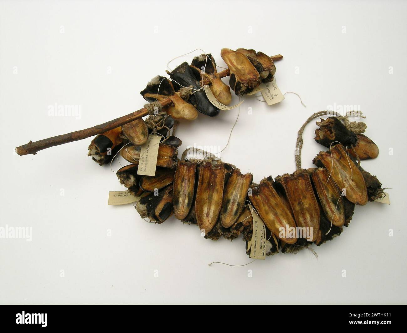 Structural specimen hi-res stock photography and images - Alamy