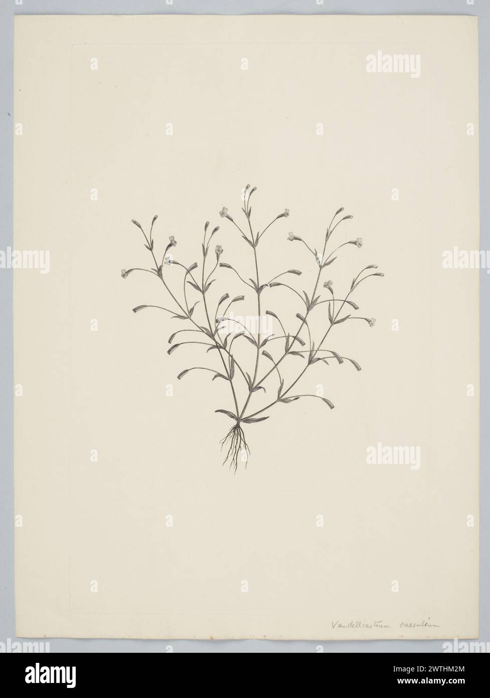 Mimulus uvedaliae Bentham in de Candolle prints, copper engravings ...