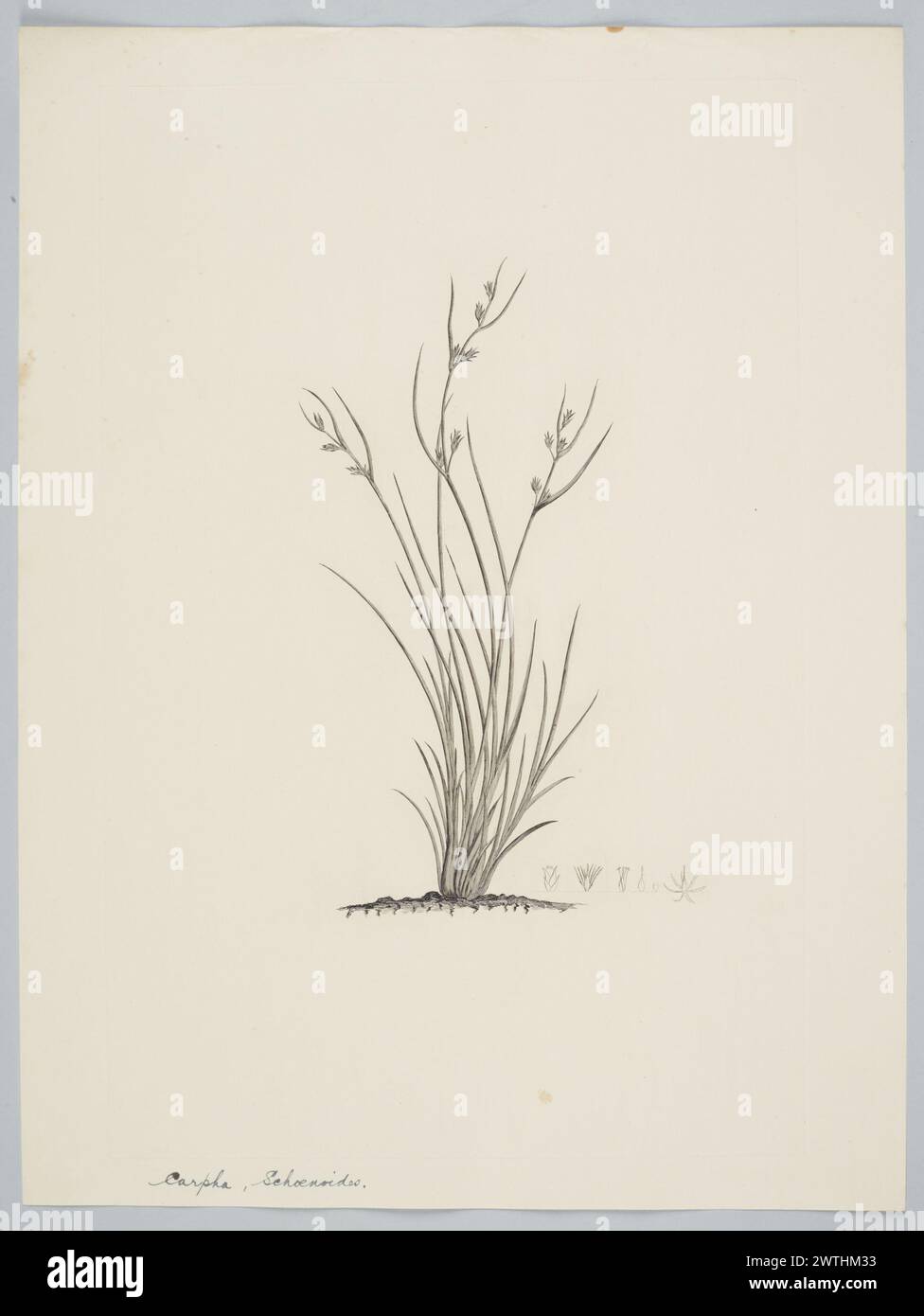 Carpha alpina R. Brown var. schoenoides (Banks & Solander ex Hooker f ...