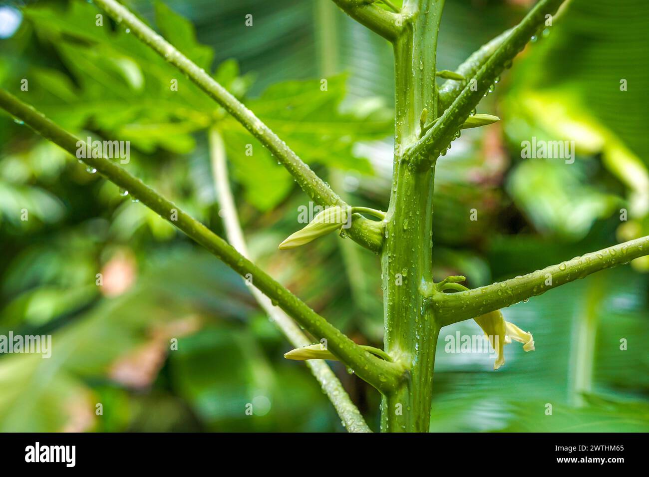 Pawpaw plant hi-res stock photography and images - Alamy