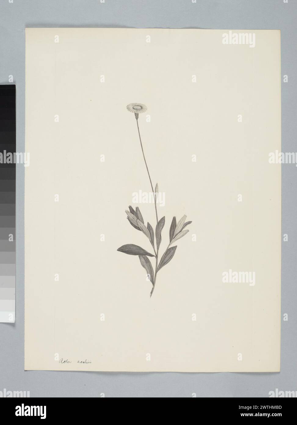 Olearia arguta Bentham prints, copper engravings, line engravings Stock ...