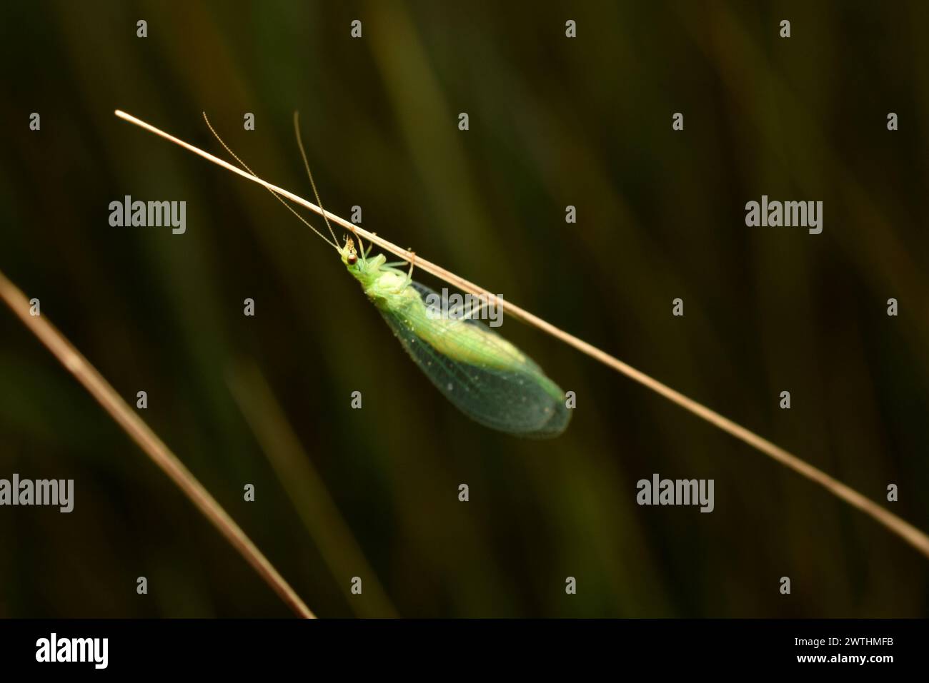 An insect with transparent wings, green in color, is a lacewing Stock ...