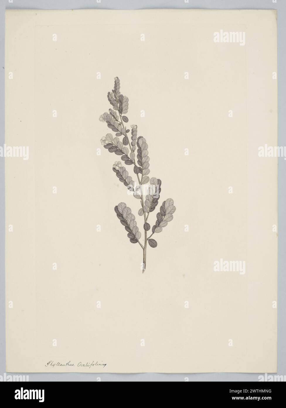 Phyllanthus dallachyanus Bentham prints, copper engravings, line ...