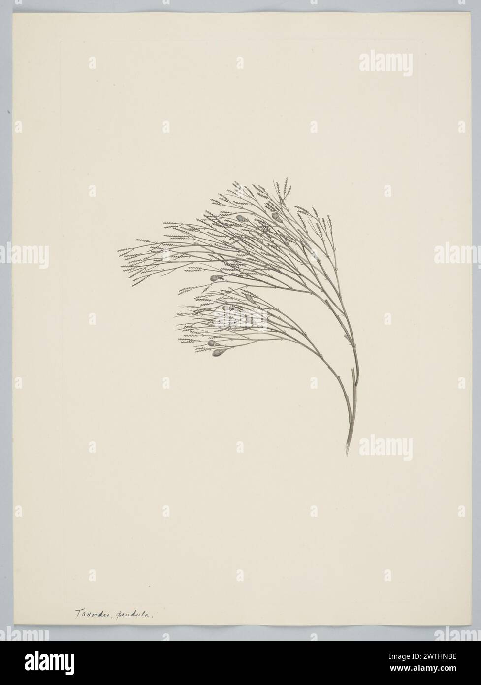 Exocarpos cupressiformis Labillardiere prints, copper engravings, line ...