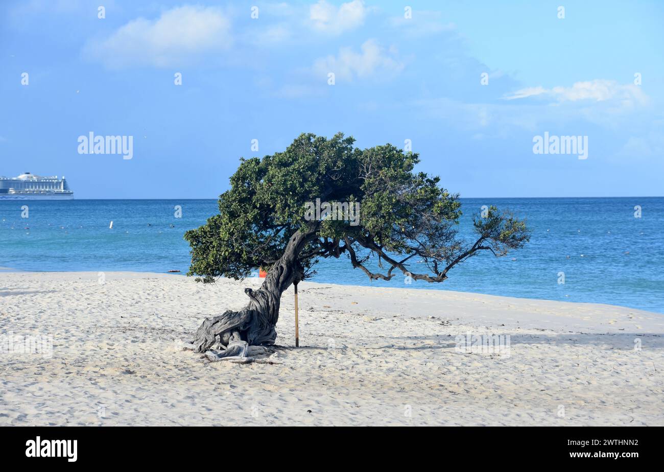 Iconic tree aruba hi-res stock photography and images - Alamy