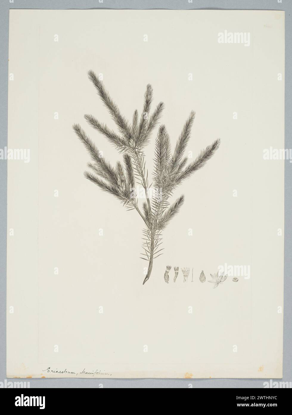 Astroloma pinifolium (R. Brown) Bentham prints, copper engravings, line ...