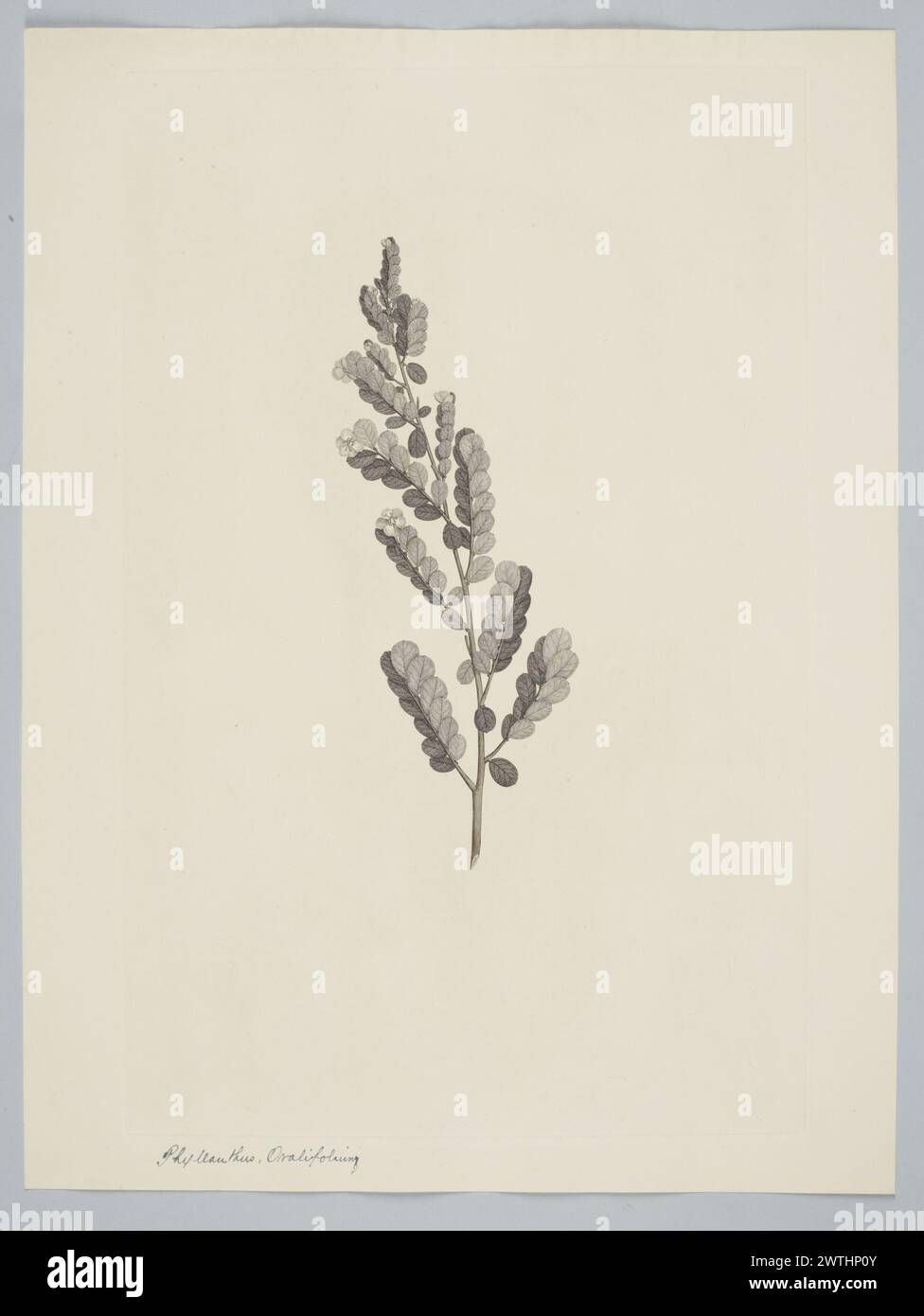 Phyllanthus dallachyanus Bentham prints, copper engravings, line ...