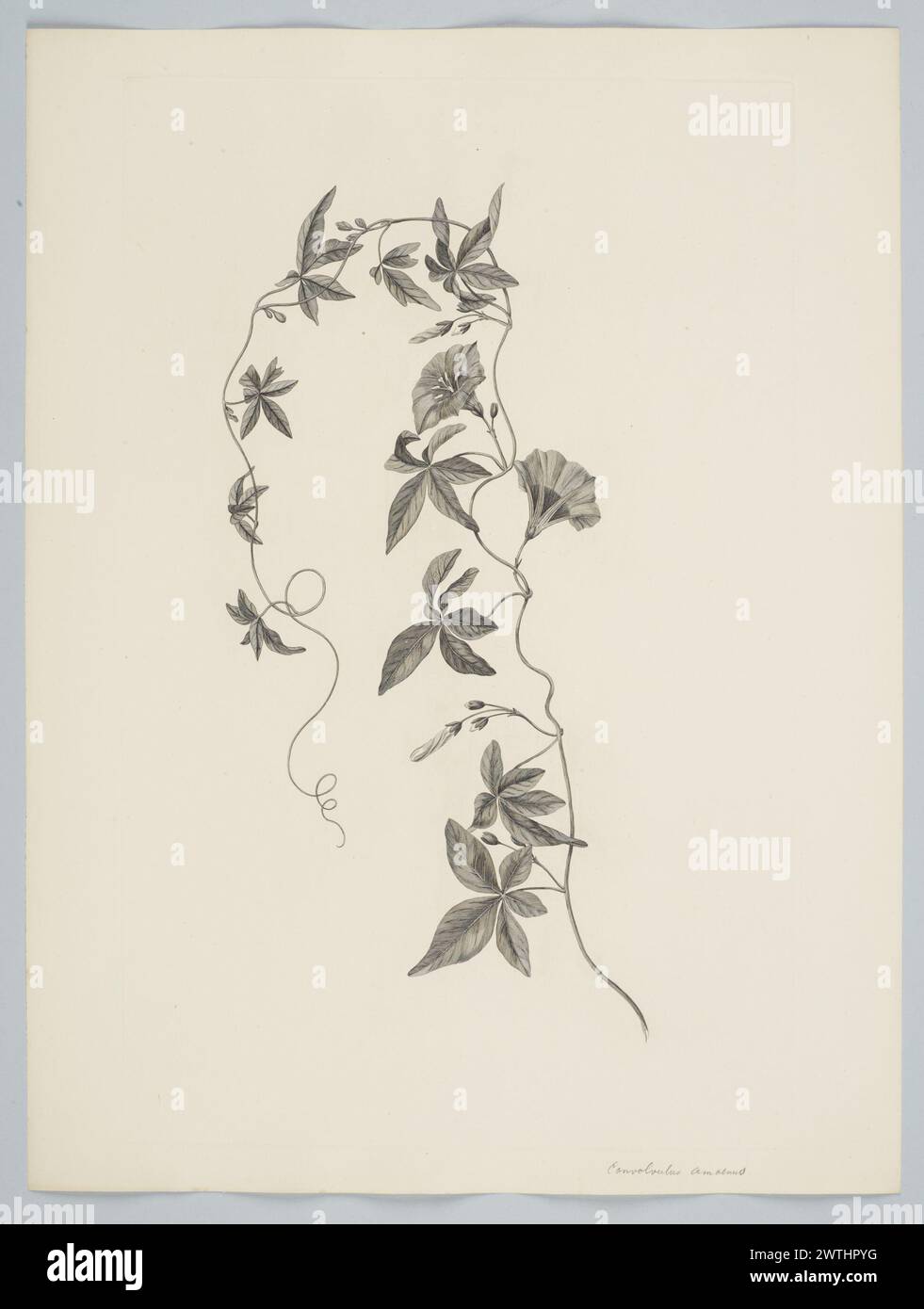 Ipomoea cairica (Linnaeus) Sweet prints, copper engravings, line ...