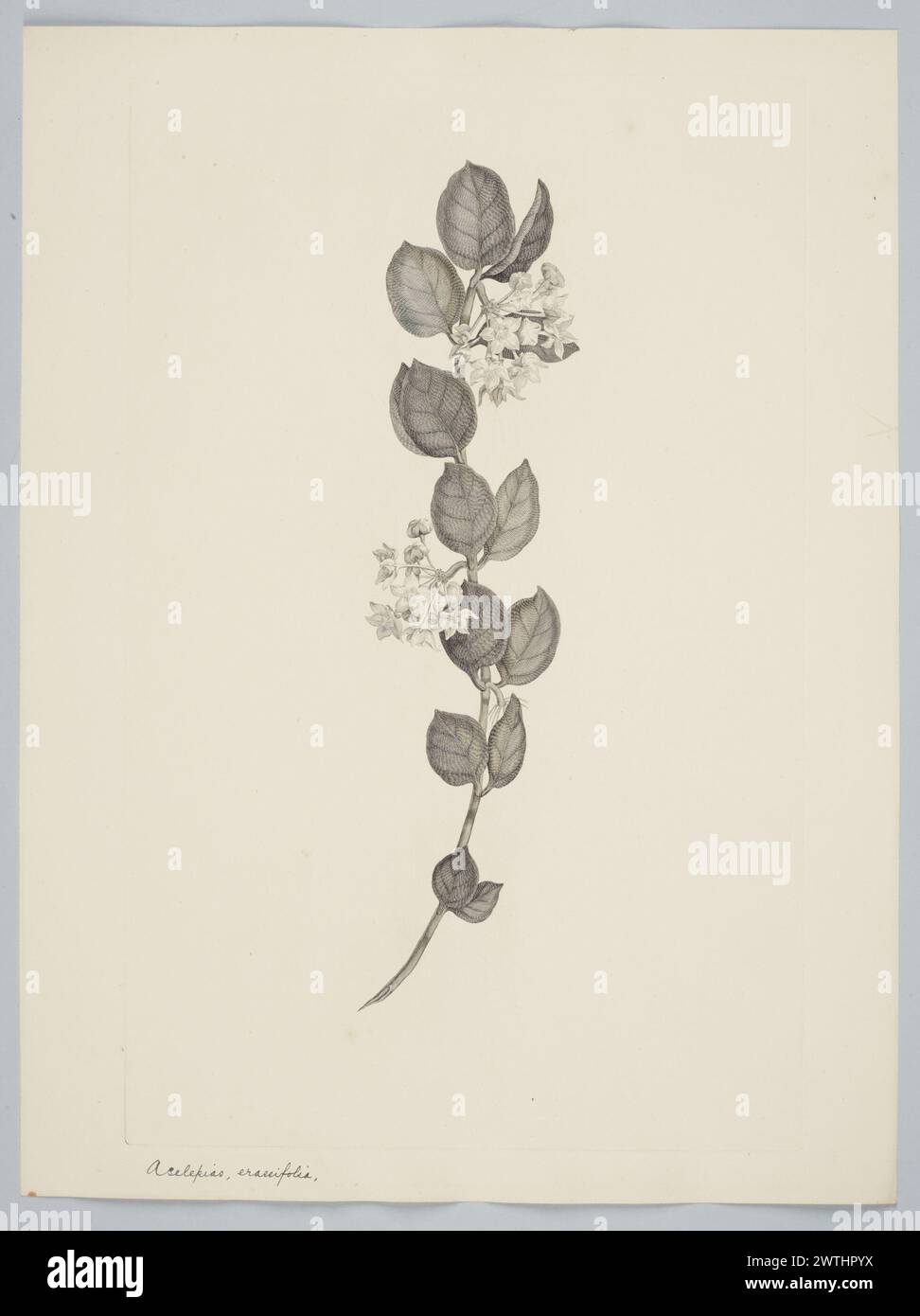 Hoya australis R. Brown ex Traill prints, copper engravings, line ...