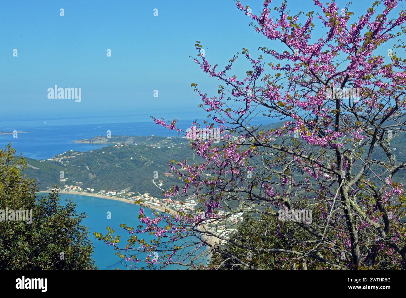 Greece, Island of Corfu, Helidoni Viewpoint: view of Agios Georgios beach and Judas tree (Cercis ...