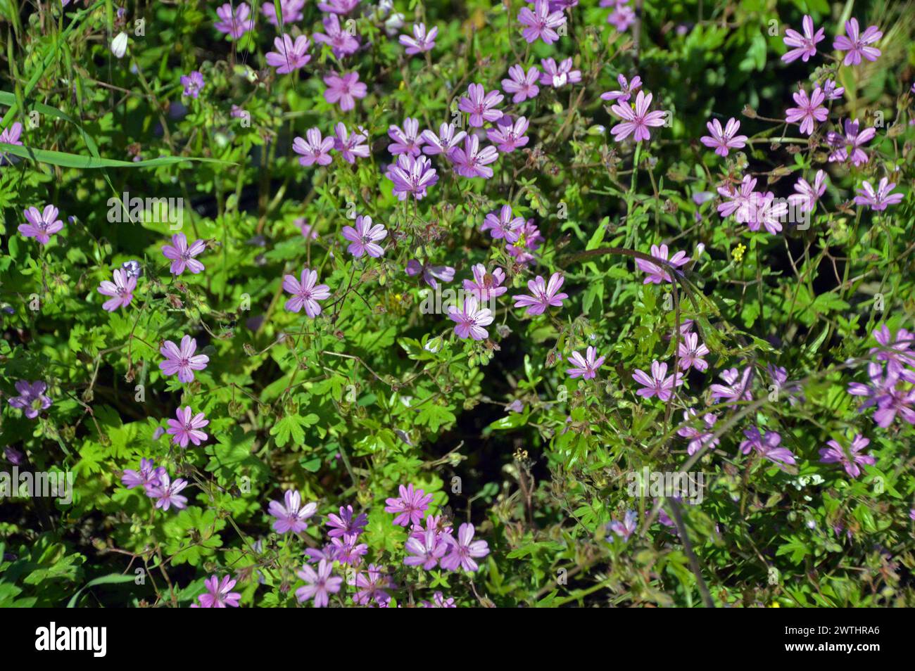 Flowers of Storksbill/Cranesbill (Geranium/Erodium pyrenaicum). Corfu ...