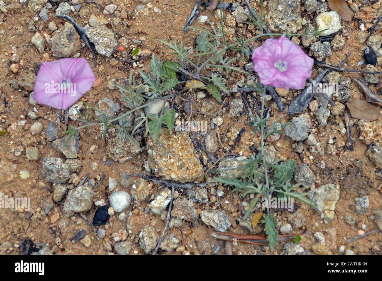 Flowers of Mallow-leaved Bindweed (Convolvulus cantabricus). Corfu ...