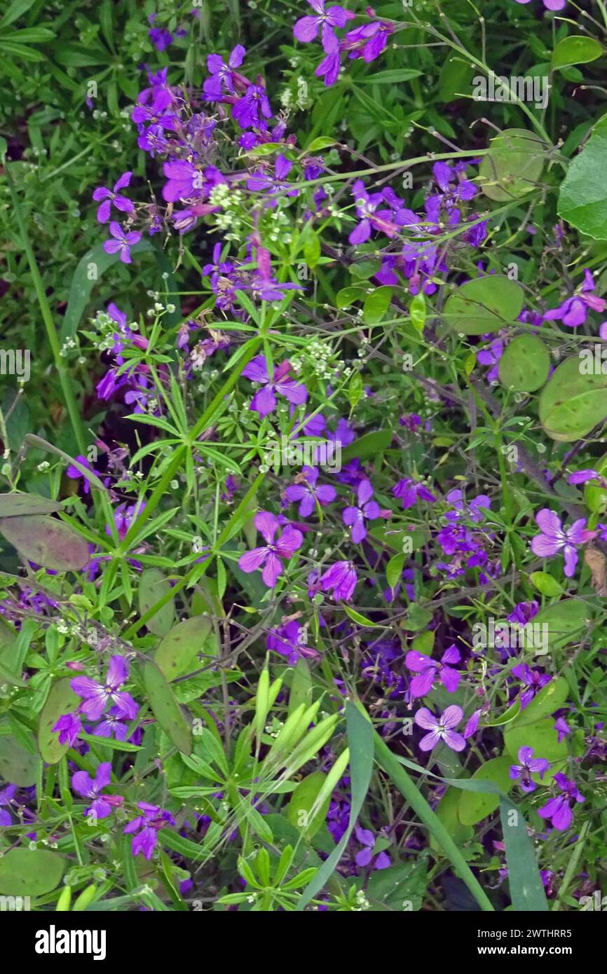 Flowers of Honesty (Lunaria annua). Corfu, Greece Stock Photo - Alamy