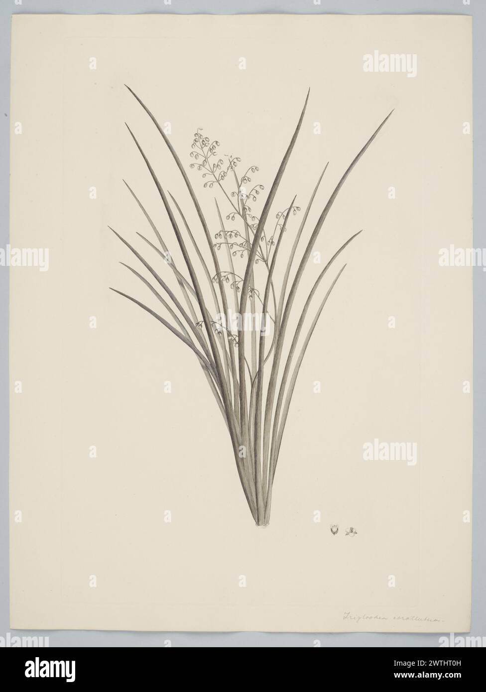 Lomandra laxa (R. Brown) Lee prints, copper engravings, line engravings ...