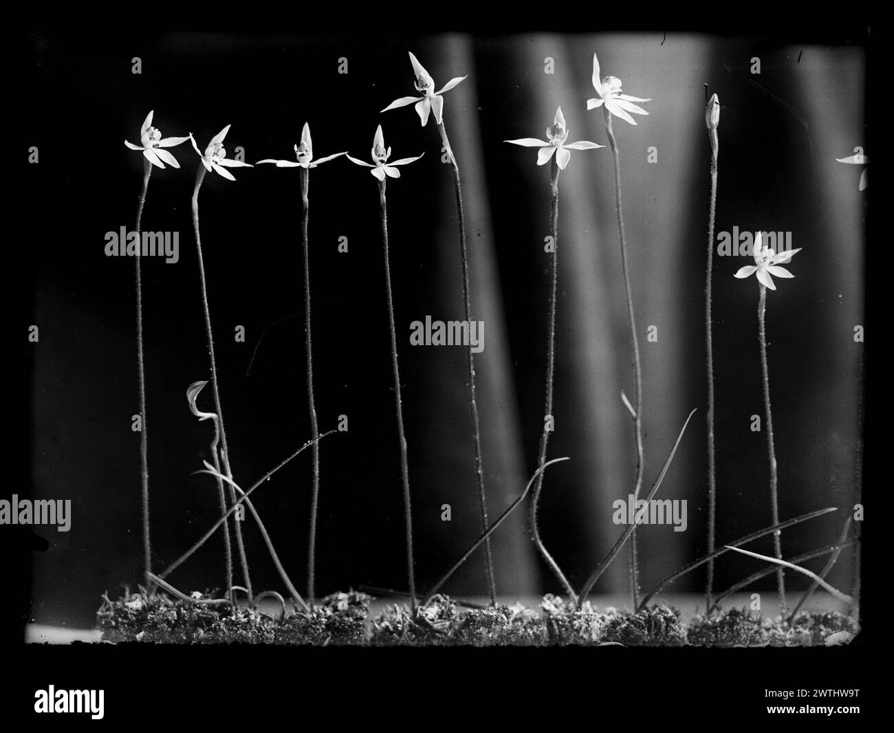 Artistic specimen Black and White Stock Photos & Images - Alamy