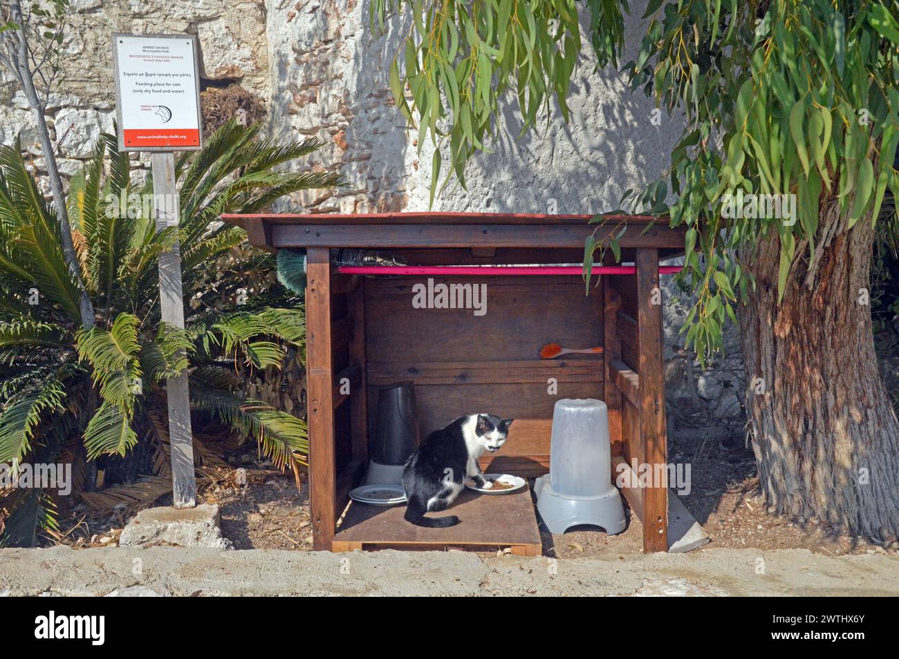 Greece, Island of Chalki: the cats of the island have their own feeding place, protected from ...