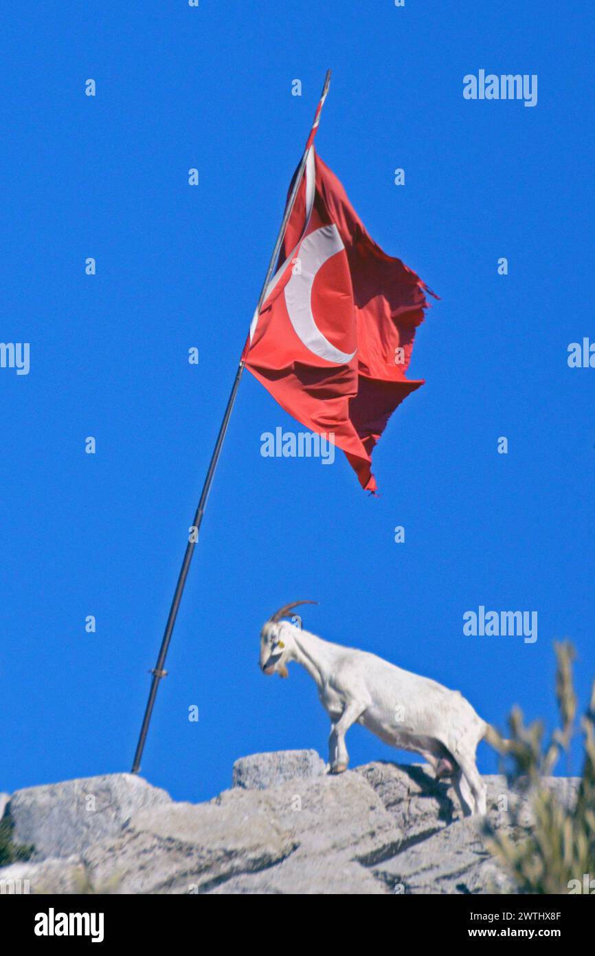 Turkey, Bozburun Peninsula, Loryma: a patriotic Turkish goat posing for ...