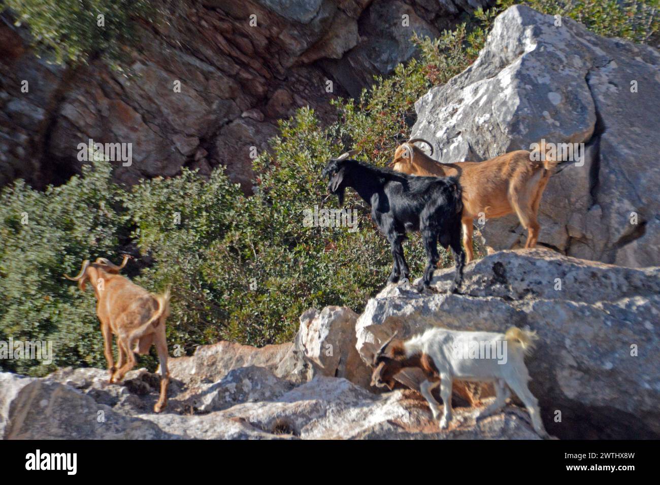 Group of goats hi-res stock photography and images - Alamy