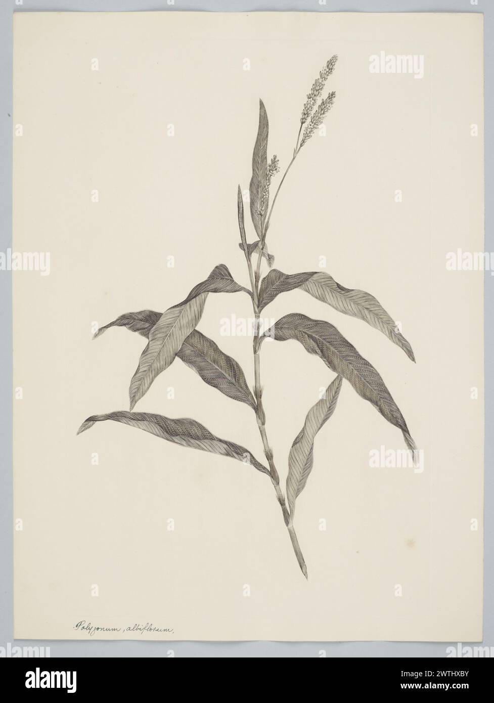 Persicaria attenuata (R. Brown) Sojak prints, copper engravings, line ...