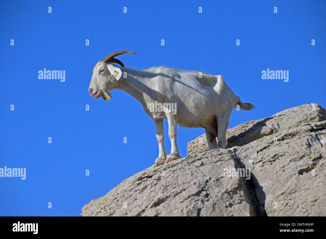 Turkey, Bozburun Peninsula, Loryma: a native goat, on watch, remains ...