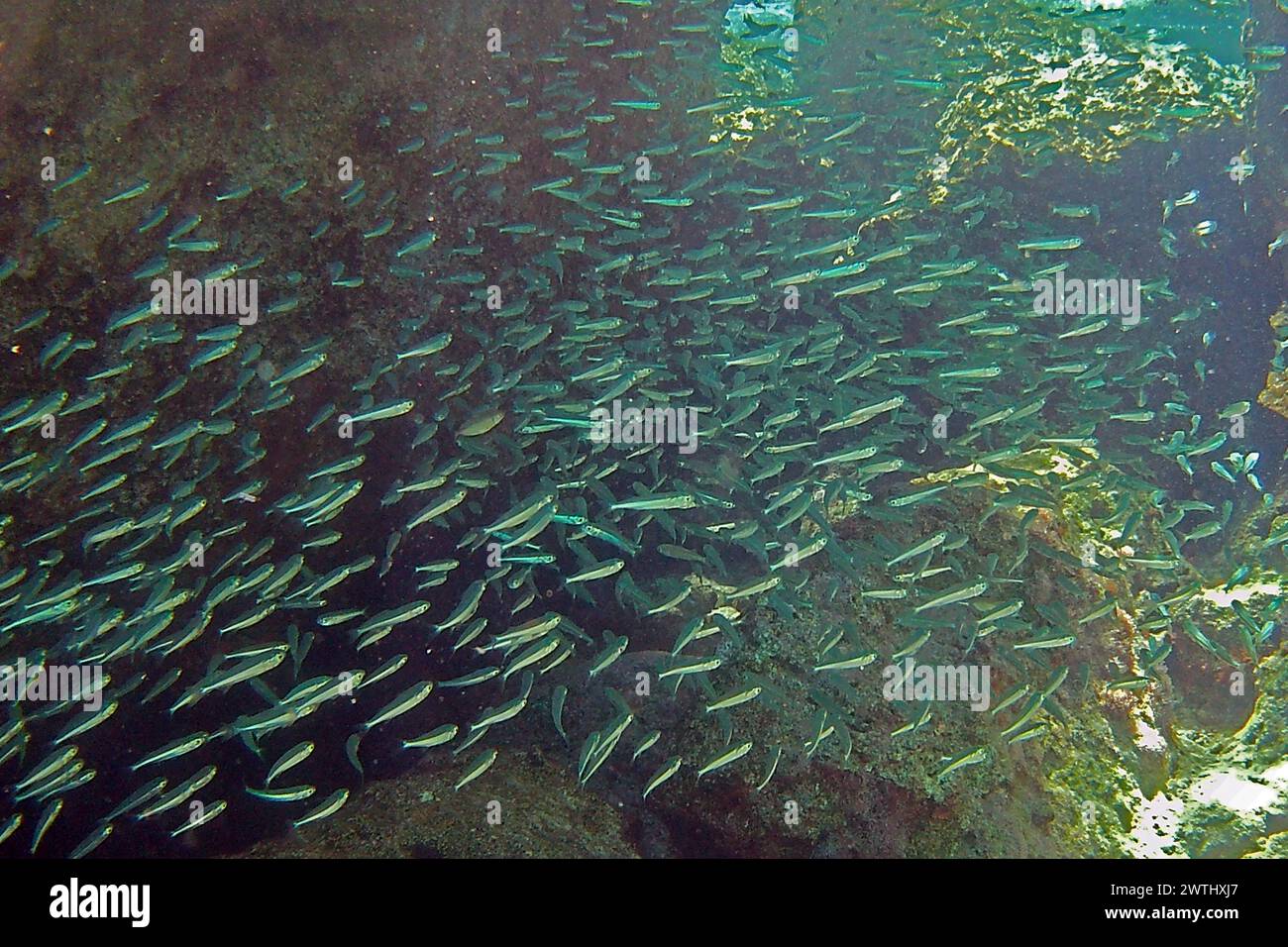 Hardyhead silversides hi-res stock photography and images - Alamy