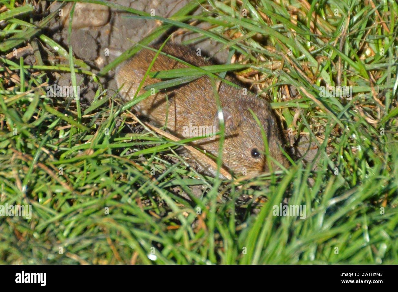 Common Vole (Microtus arvalis Stock Photo - Alamy