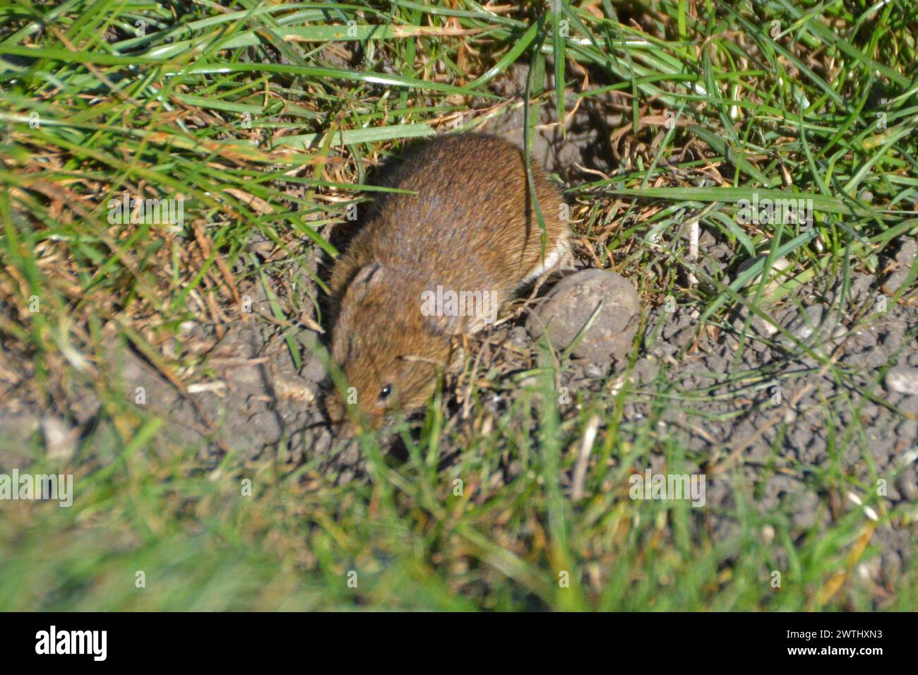 Common Vole (Microtus arvalis Stock Photo - Alamy