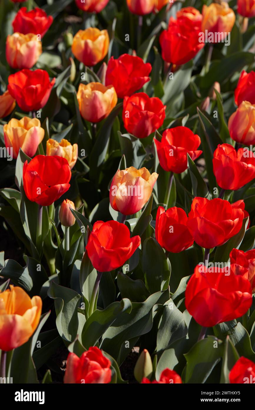 Tulip flowers in red and yellow colors texture background in spring ...