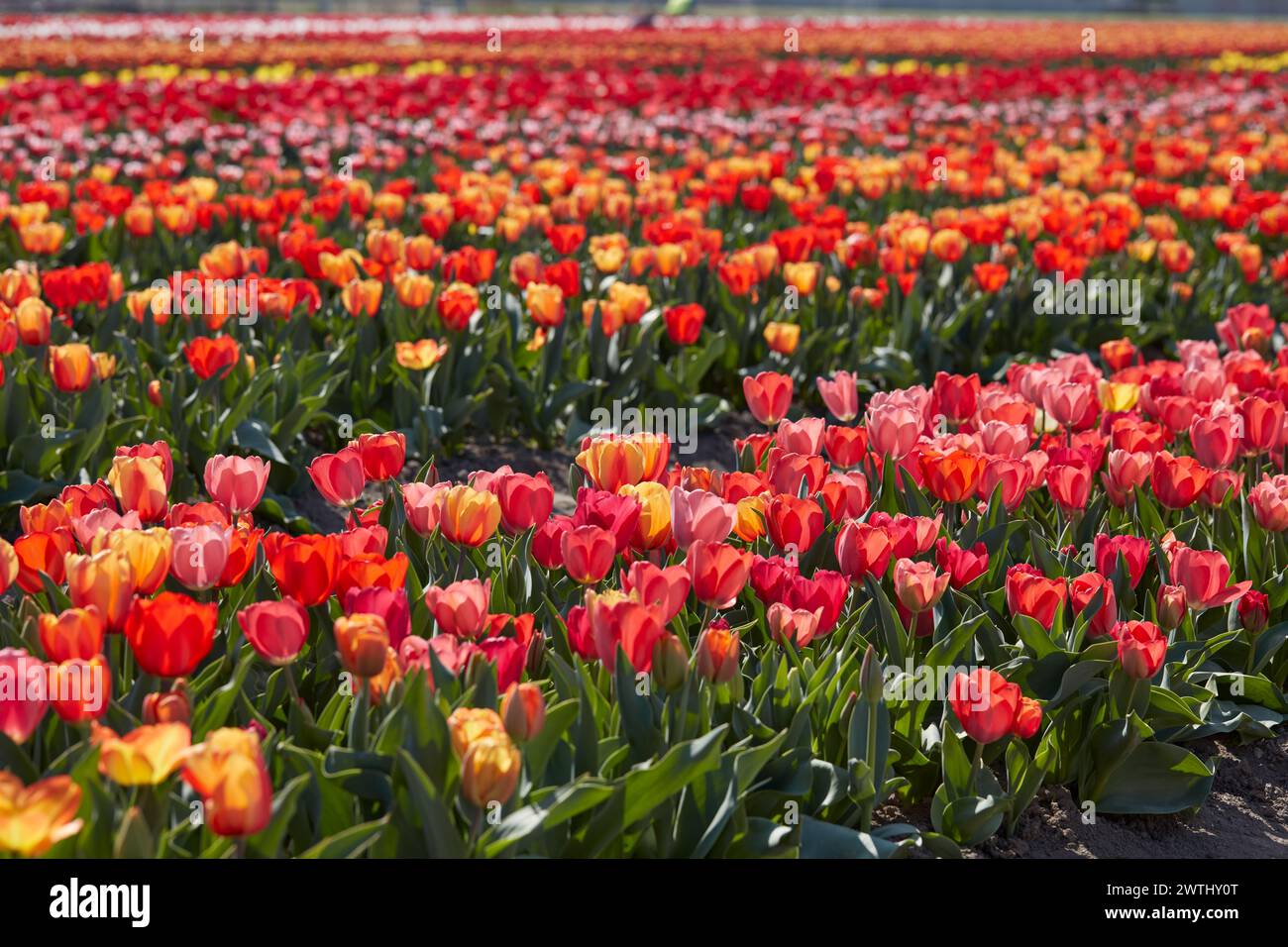 Tulip flowers rows in red, pink and yellow colors texture background ...