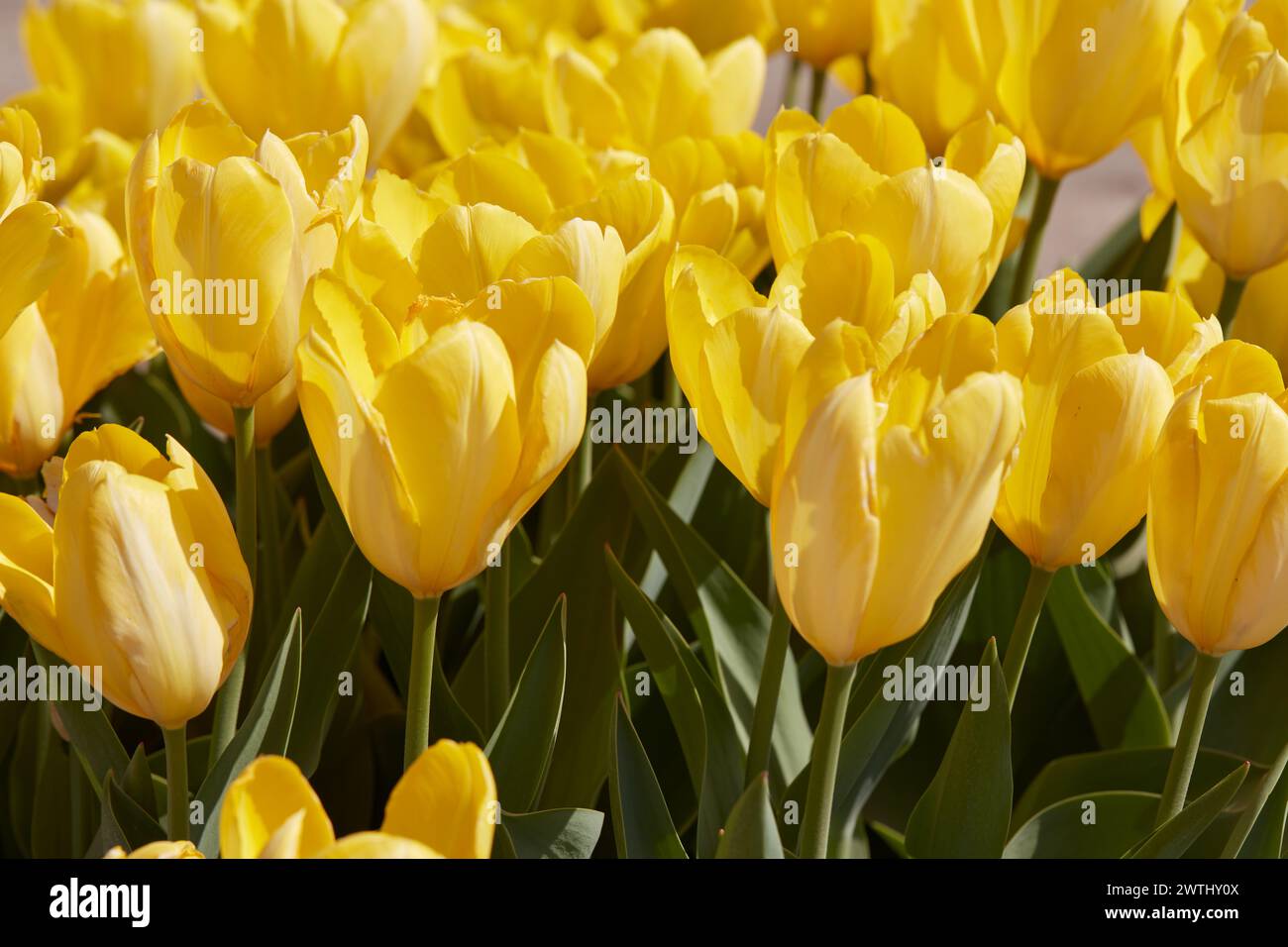 Tulip Yellow Purissima flowers in spring sunlight Stock Photo - Alamy