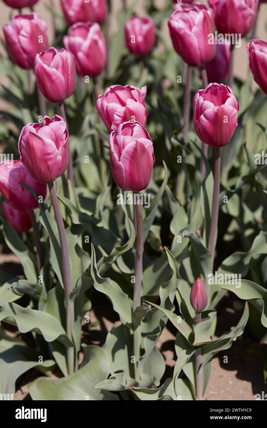 Tulip, purple flowers in spring sunlight Stock Photo - Alamy