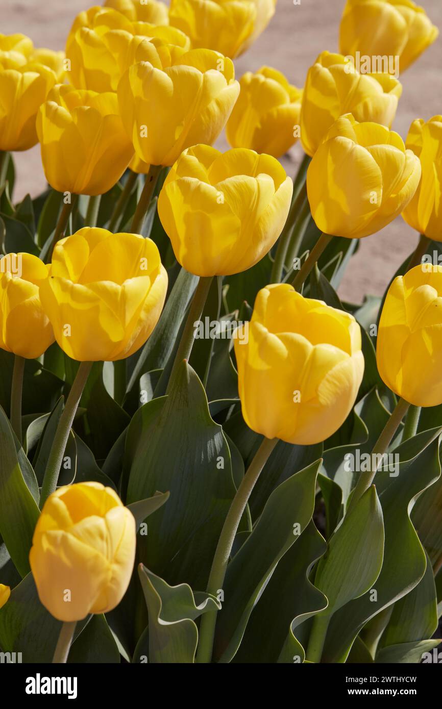 Tulip yellow flowers hi-res stock photography and images - Alamy