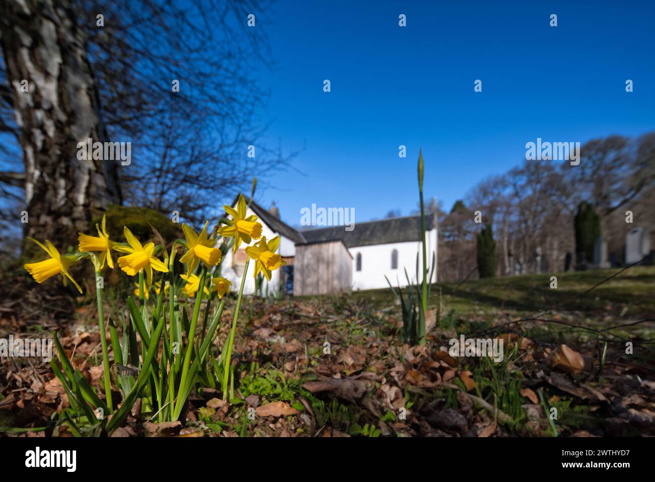My first daffodil photograph of the year! Spring has finally started to ...