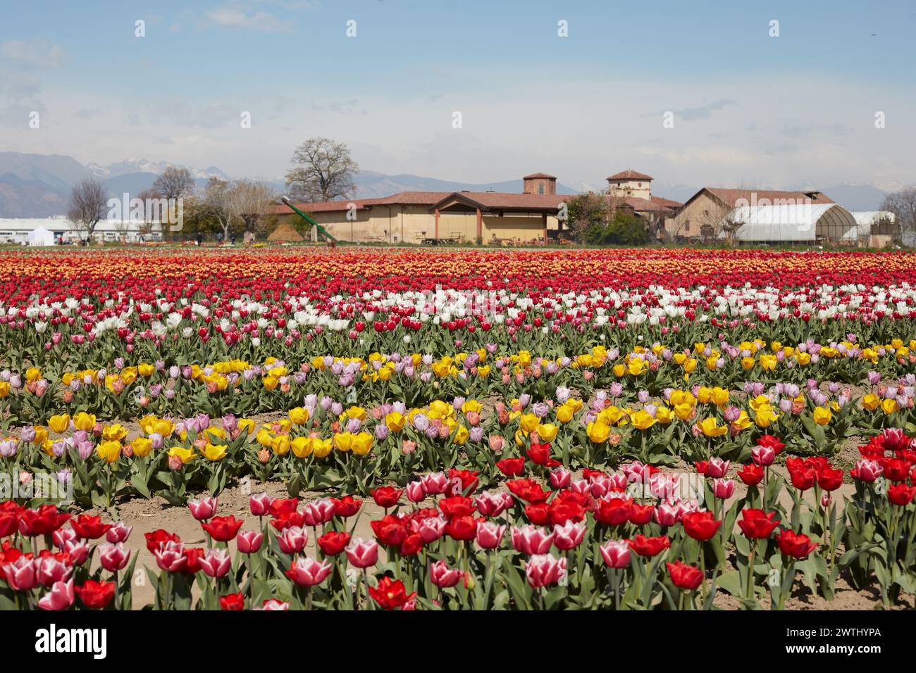 Tulips exhibition hi-res stock photography and images - Alamy