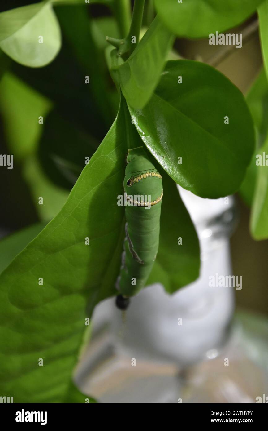 Leaf with a bright green caterpillar blending into the leaf Stock Photo ...
