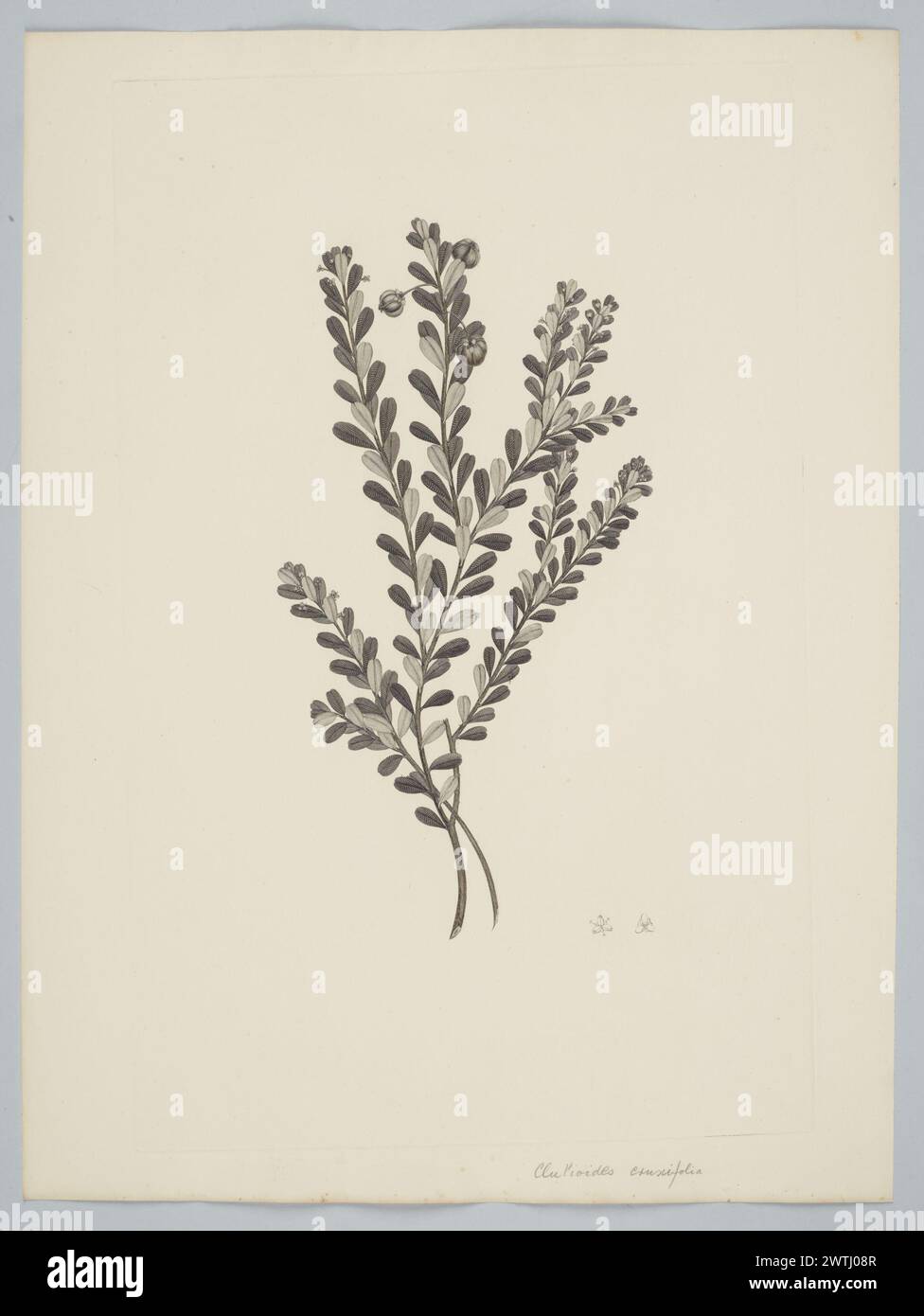 Neoroepera banksii Bentham prints, copper engravings, line engravings ...