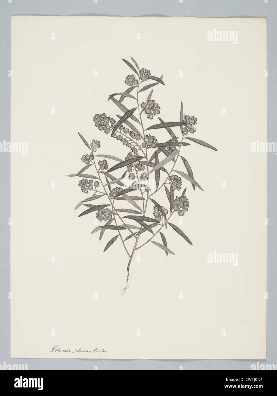 Polygala rhinanthoides Banks & Solander ex Bentham prints, copper ...