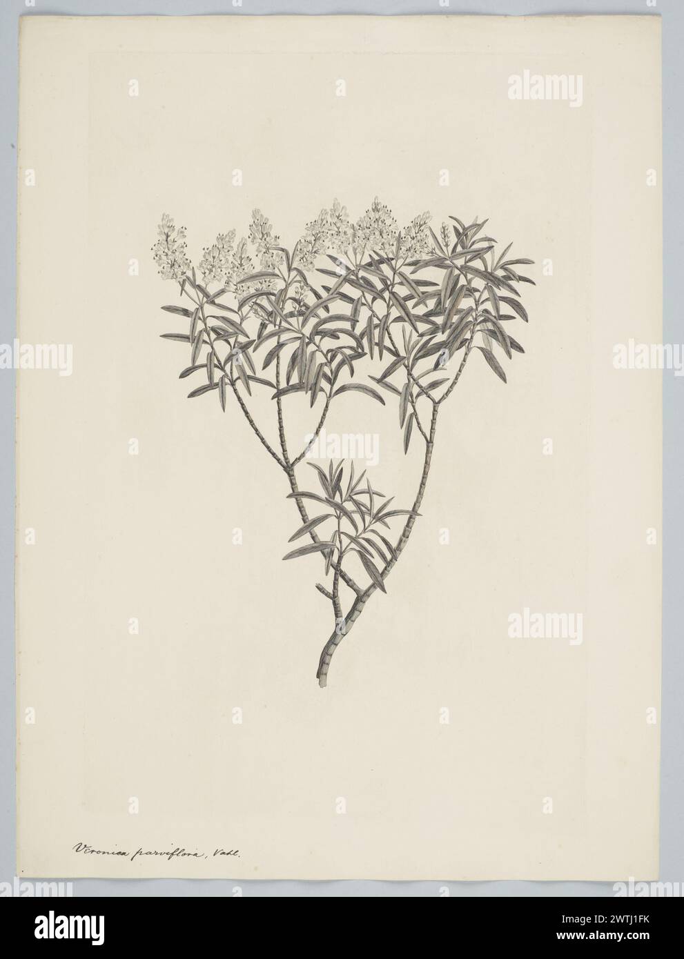 Hebe parviflora (Vahl) Cockayne & Allan prints, copper engravings, line ...