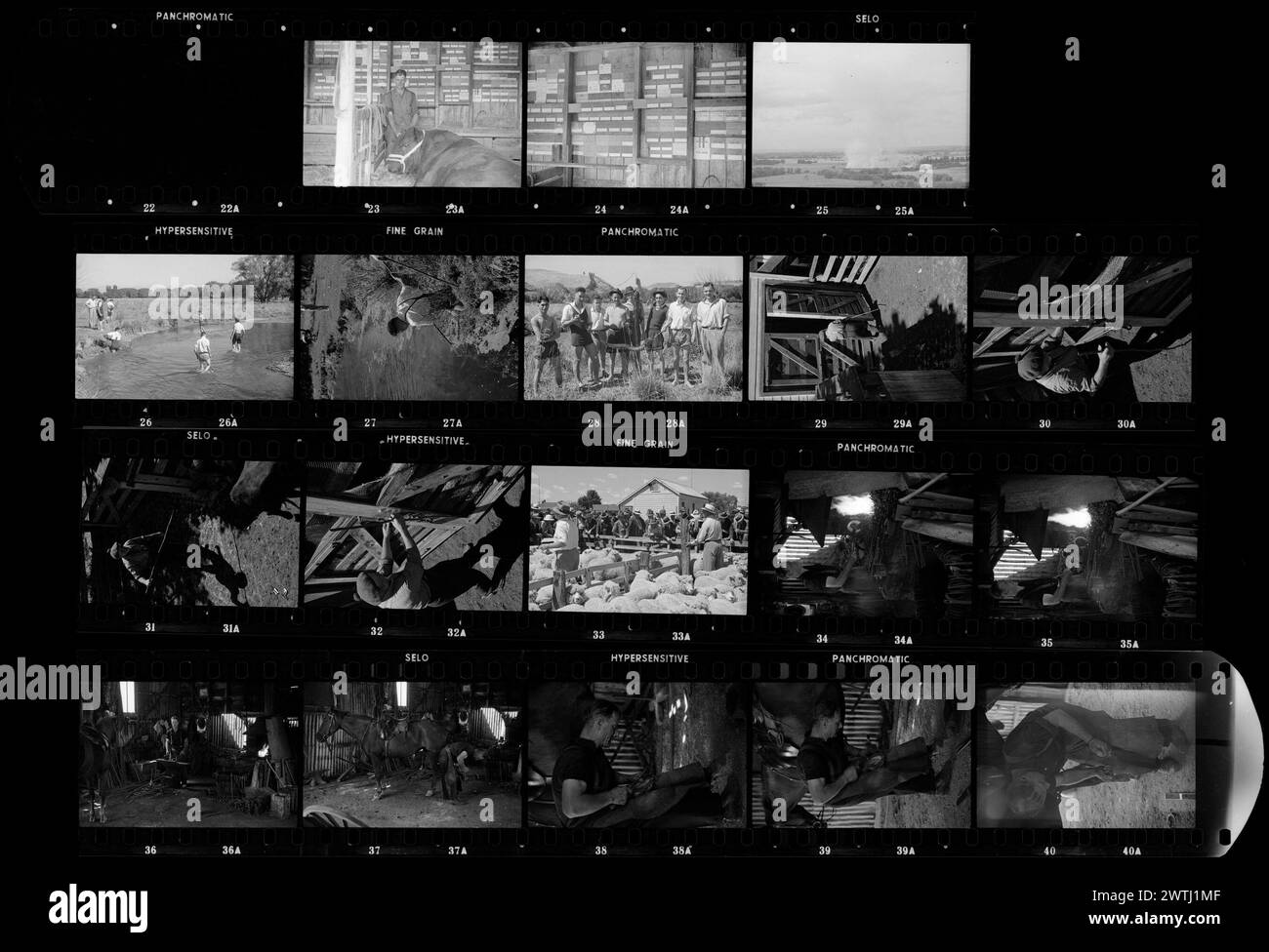 Agricultural scenes, Hawkes Bay gelatin silver negatives, black-and ...