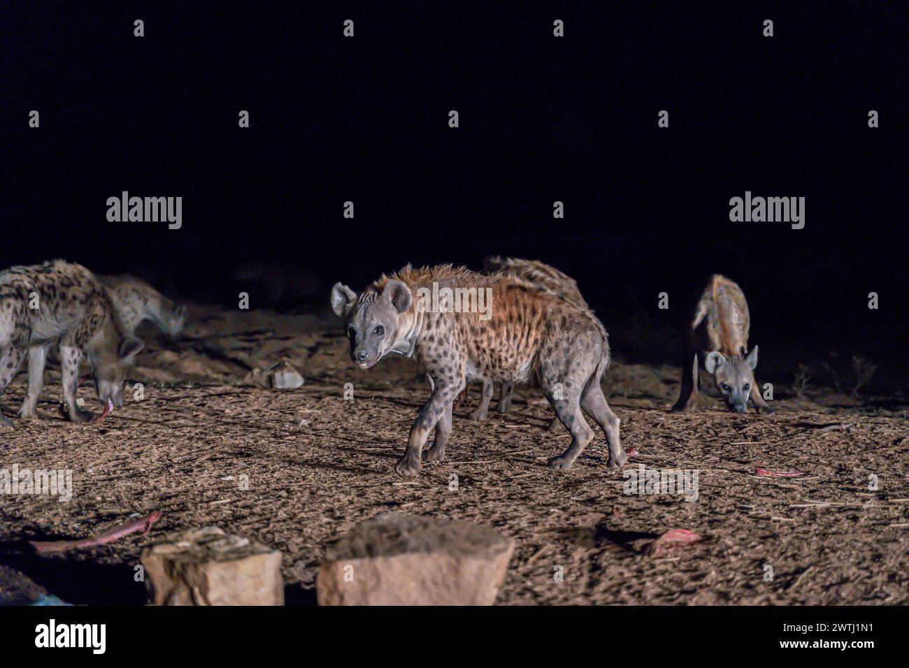 Hyenas night hi-res stock photography and images - Alamy