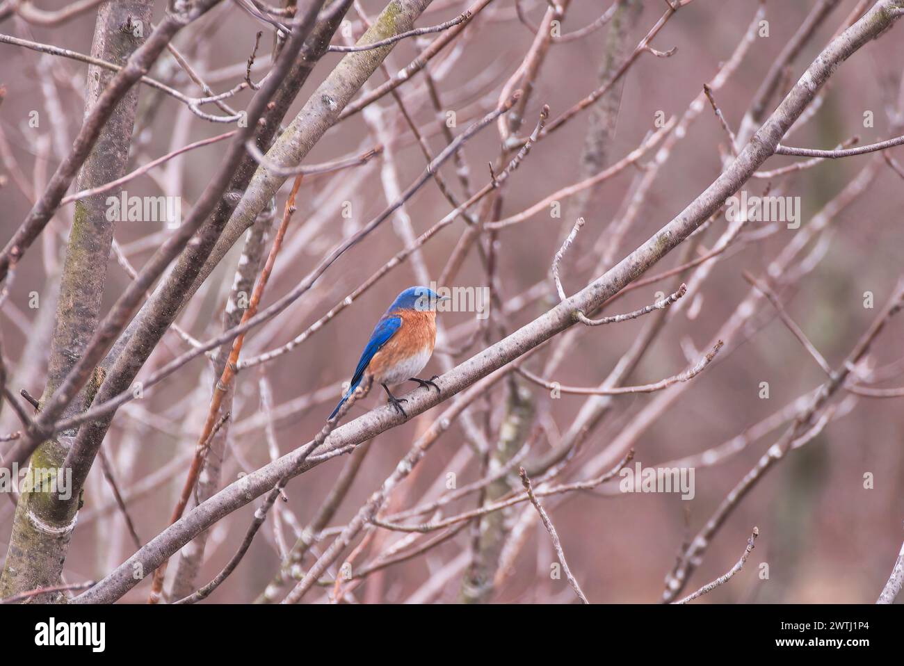 Bluebird perched on tree hi-res stock photography and images - Alamy