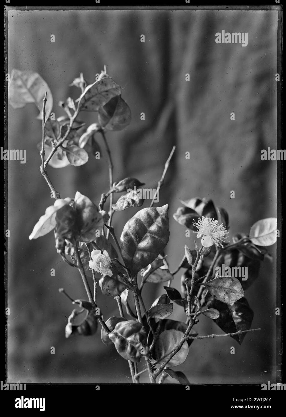 Myrtus bullata ramarama myrtus bullata ramarama hi-res stock ...